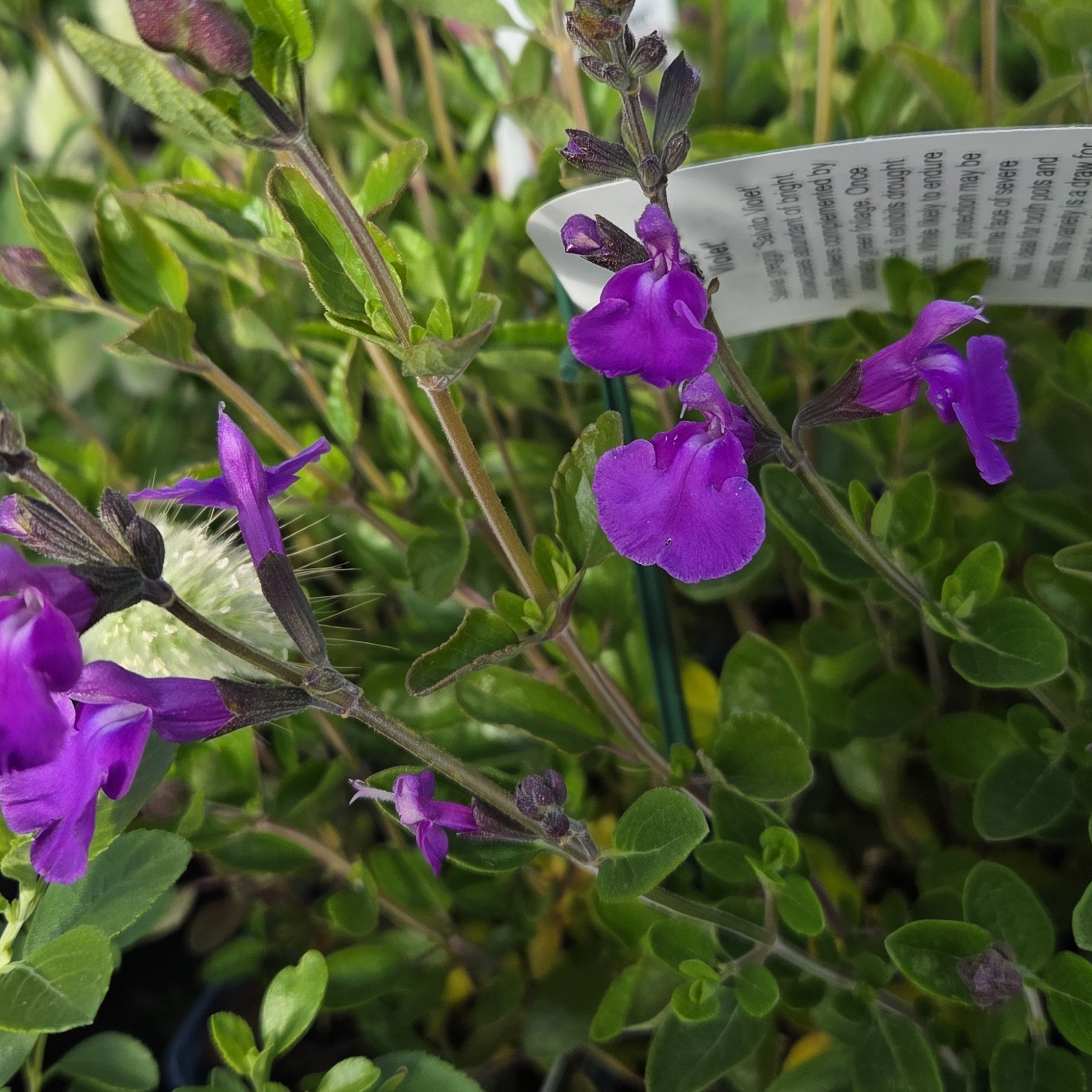 Salvia greggii 'Salvito Violet' | Middleton Nurseries