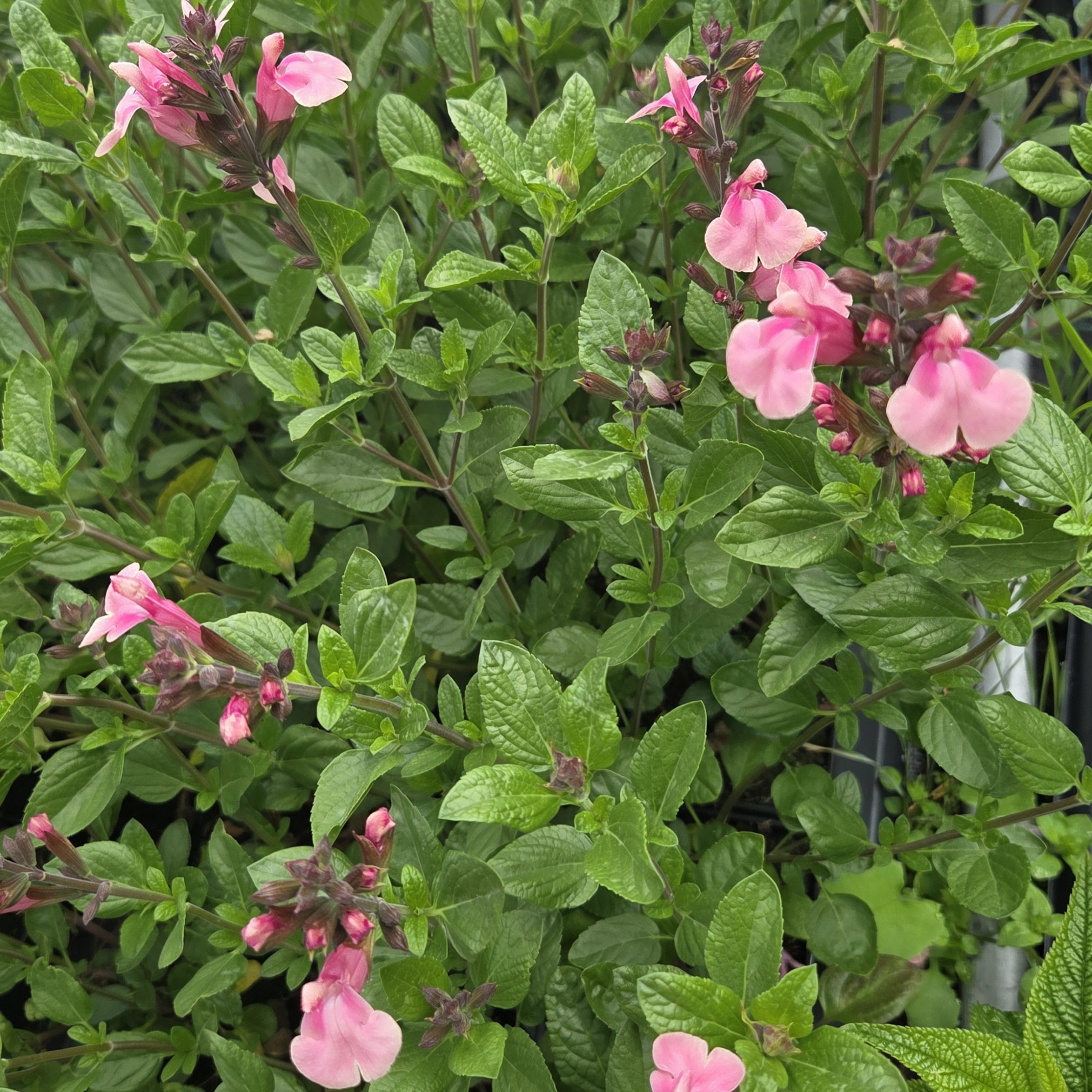 Salvia 'Candy Dream' | Middleton Nurseries