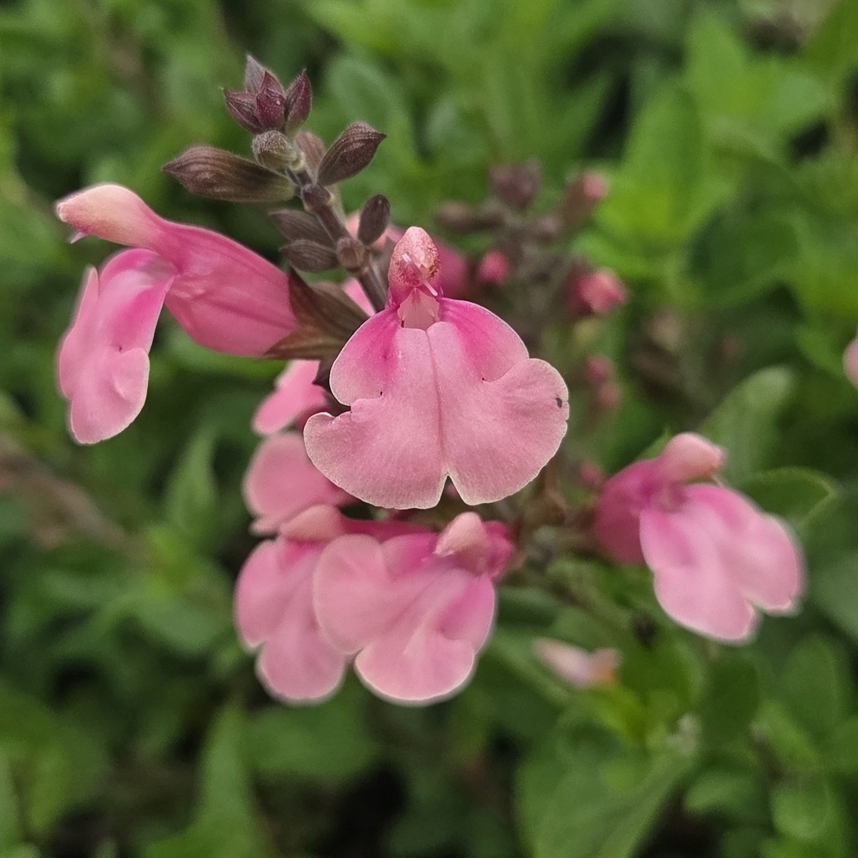 Salvia 'Candy Dream' | Middleton Nurseries