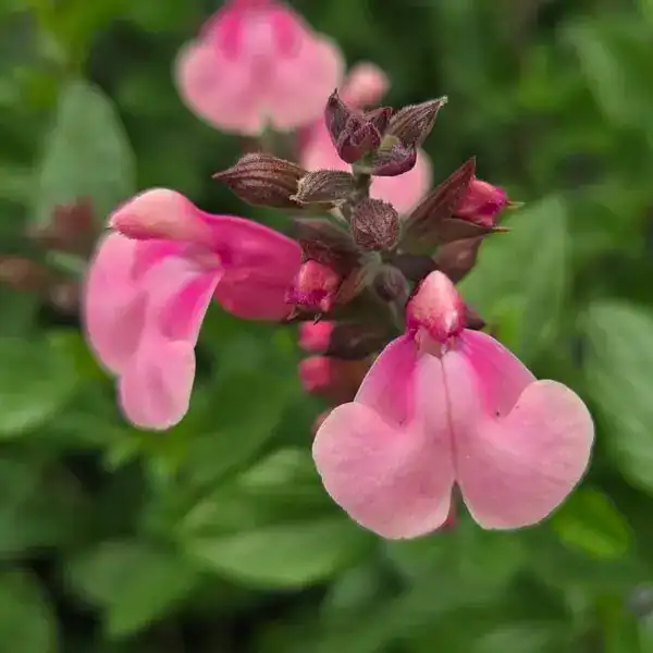 Salvia 'Candy Dream' | Buy Online UK | Middleton Nurseries