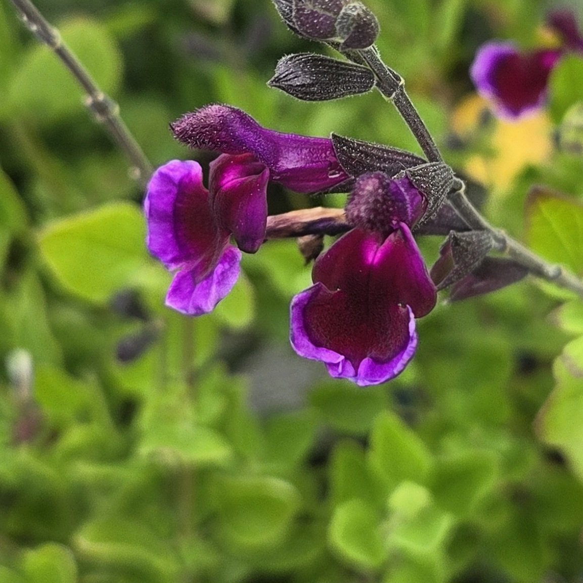 Salvia x jamensis 'Blackberry Ripple' | Middleton Nurseries