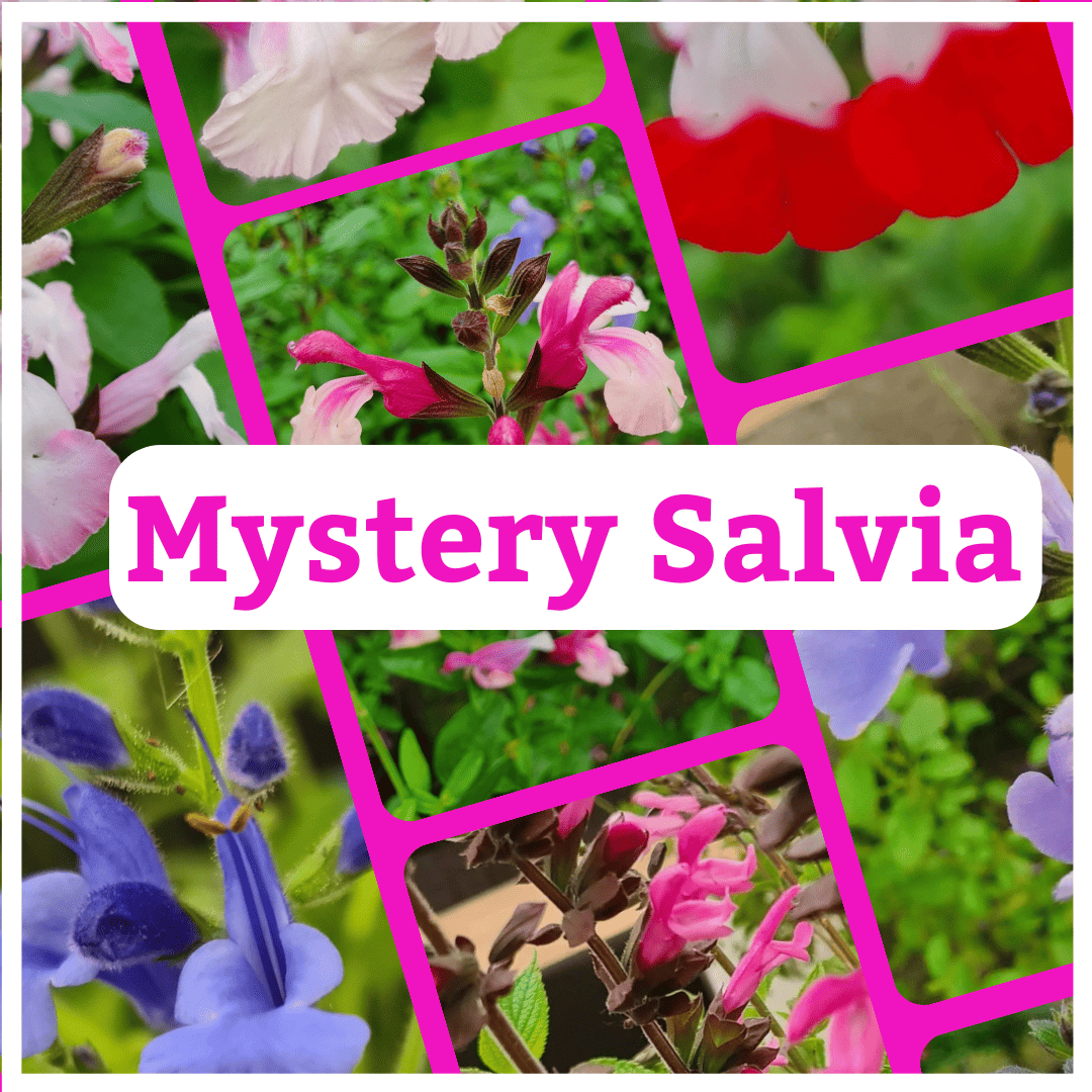 Mystery Seed Pack | Middleton Nurseries