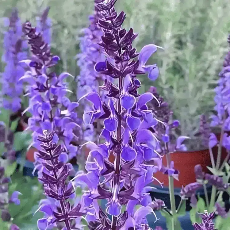 Salvia nemorosa 'Blue By You' | Middleton Nurseries