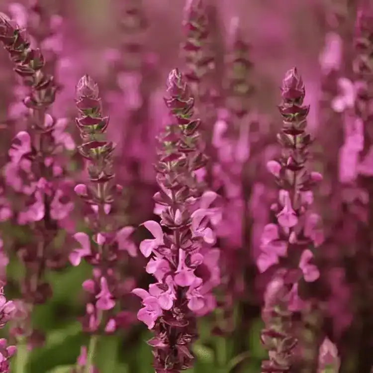 Salvia nemorosa 'Sensation Compact Bright Rose' | Middleton Nurseries