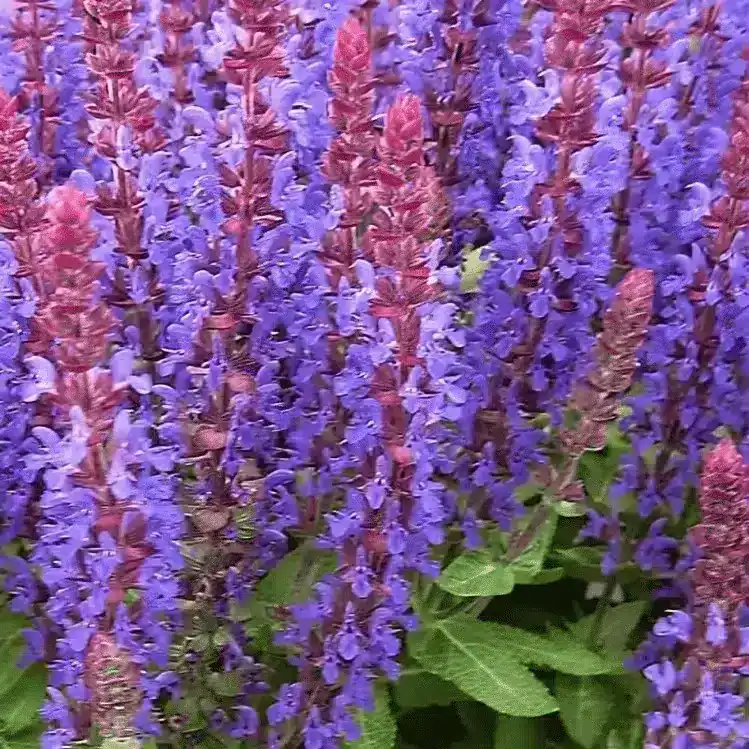 Salvia nemorosa 'Sensation Compact Deep Blue' | Middleton Nurseries