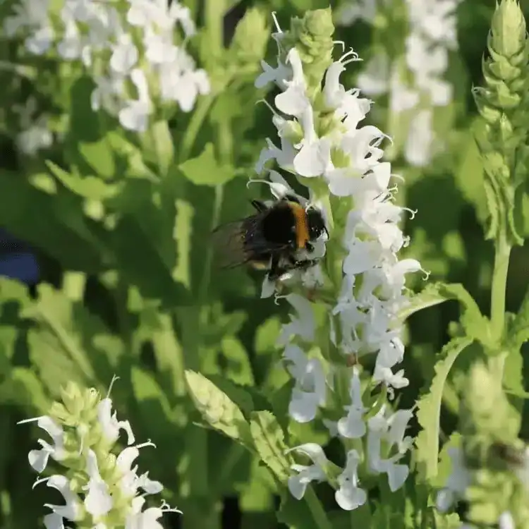 Salvia nemorosa 'Sensation Compact White' | Middleton Nurseries