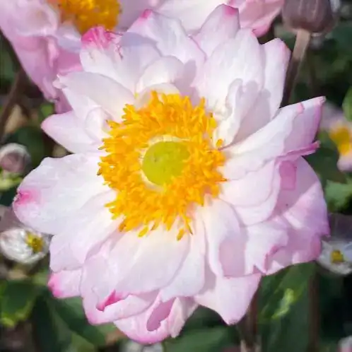 Anemone x hybrida 'Royal Candy' (Japanese Anemone) - Middleton Nurseries