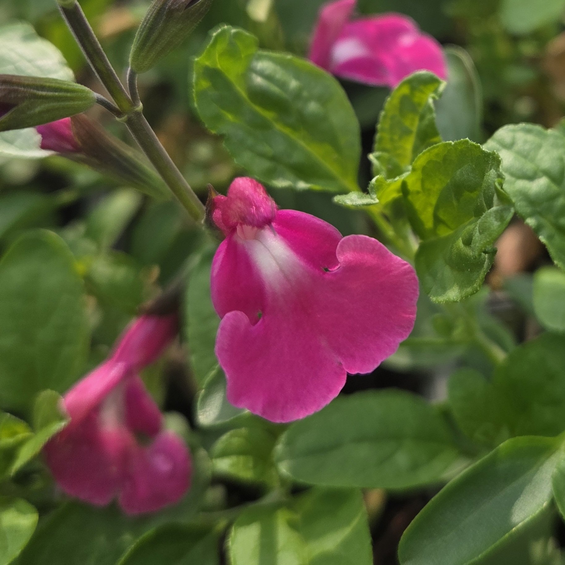 Salvia 'Regal® Rose' | Middleton Nurseries