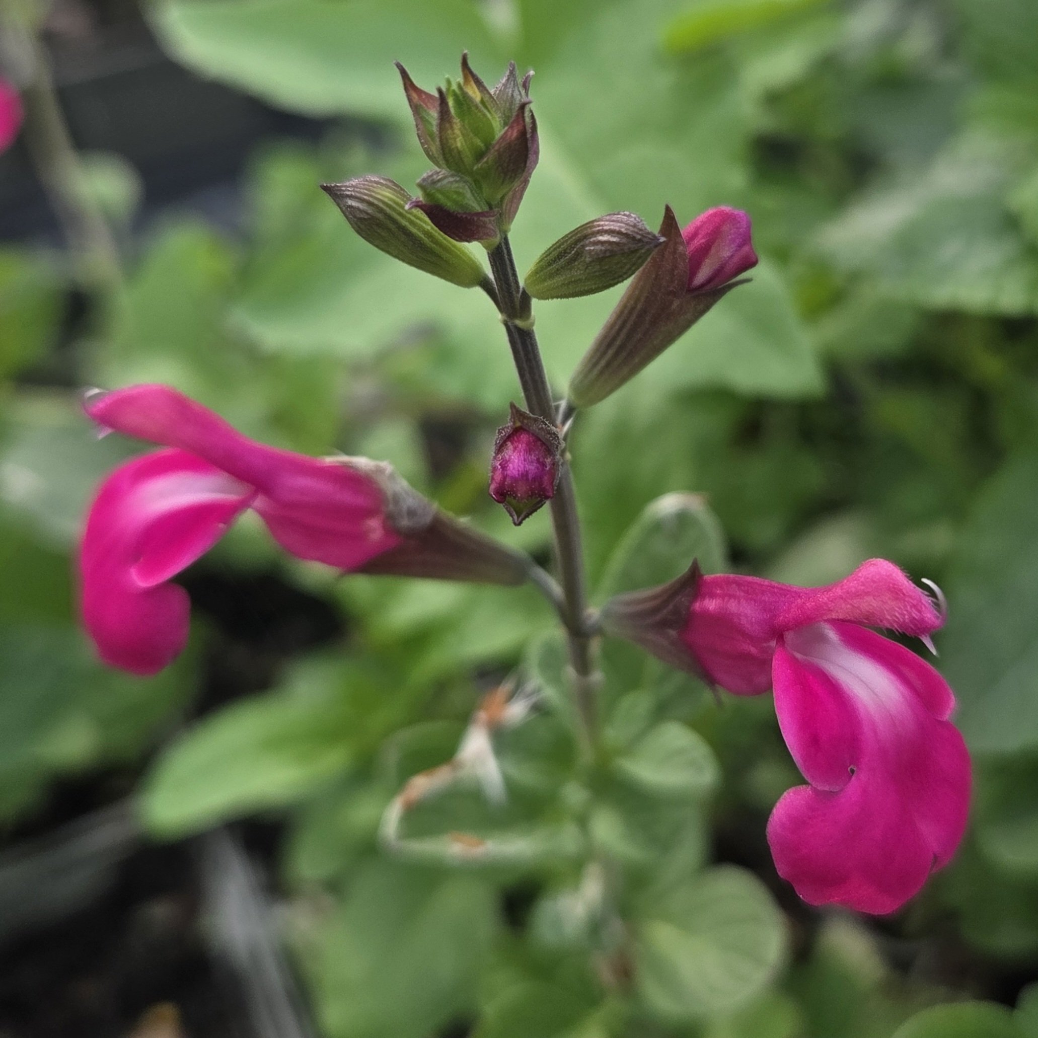 Salvia 'Regal® Rose' | Middleton Nurseries