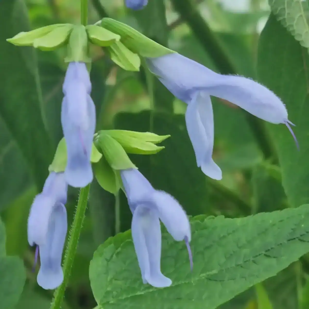 Salvia guaranitica 'Argentina Skies' | Middleton Nurseries