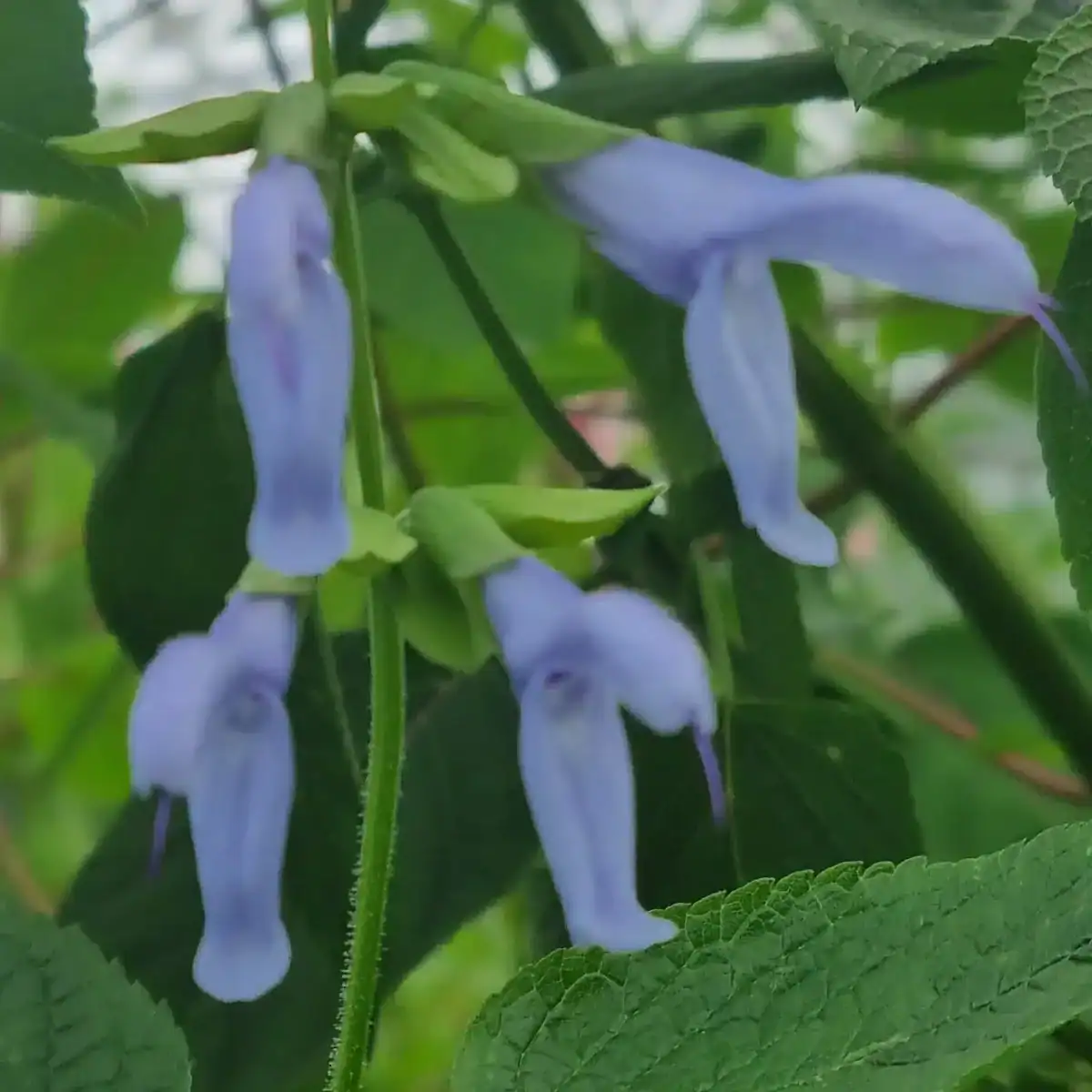 Salvia guaranitica 'Argentina Skies' | Middleton Nurseries
