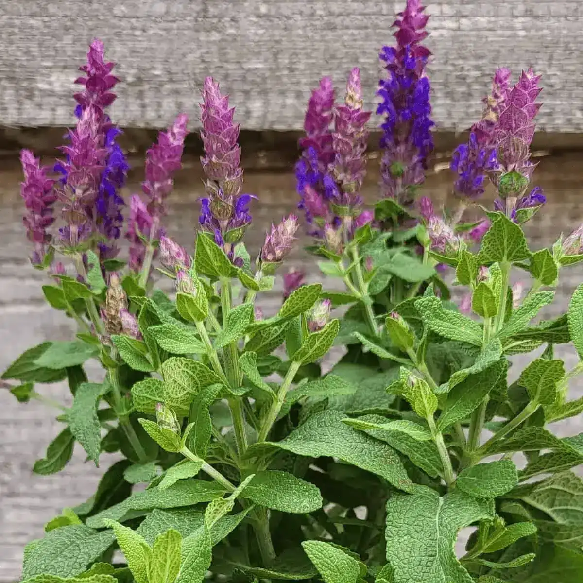 Salvia nemorosa ‘Flores’ | Middleton Nurseries