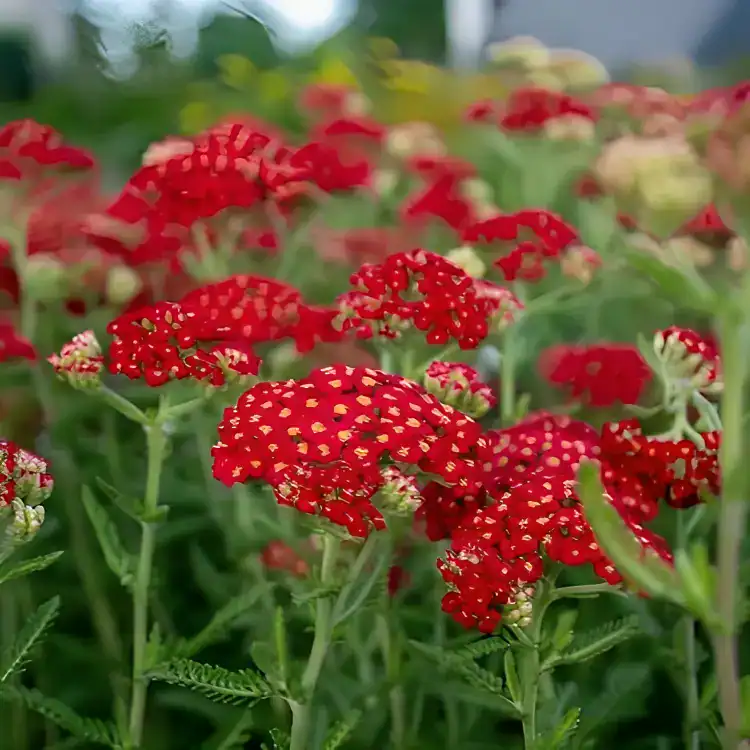 Achillea 'New vintage Red' (Yarrow) | Middleton Nurseries