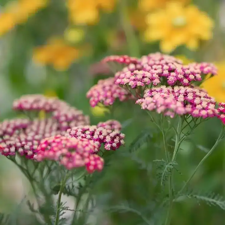 Achillea 'New vintage Red' (Yarrow) | Middleton Nurseries