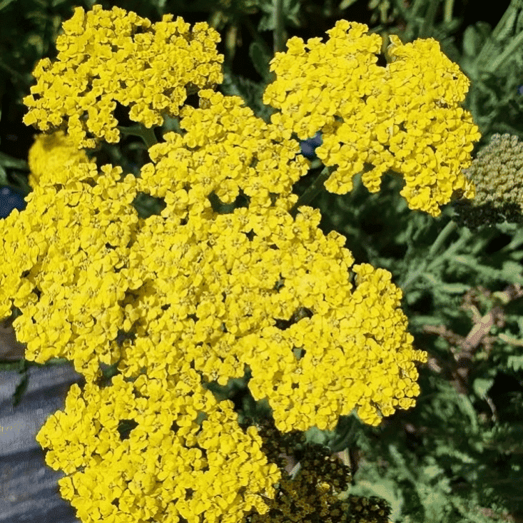 Achillea 'Sassy Summer Lemon' (Yarrow) | Middleton Nurseries