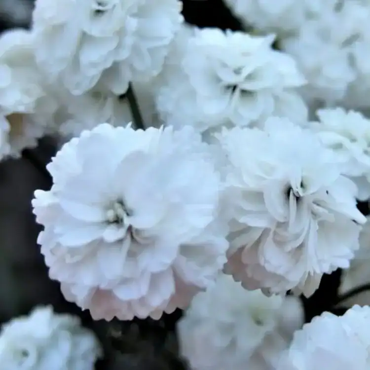 Achillea ptarmica 'Peter Cottontail' (Yarrow) | Middleton Nurseries