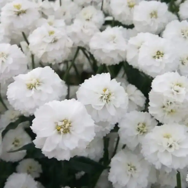 Achillea ptarmica 'Peter Cottontail' (Yarrow) | Middleton Nurseries