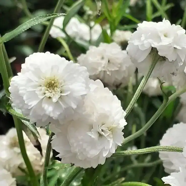 Achillea ptarmica 'Peter Cottontail' (Yarrow) - Middleton Nurseries