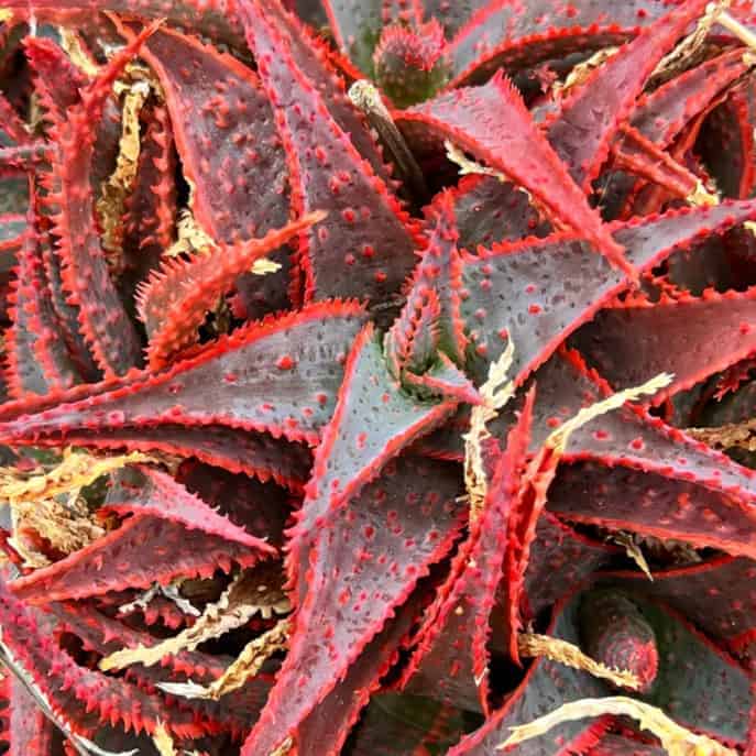Aloe 'Christmas Carol' | Middleton Nurseries