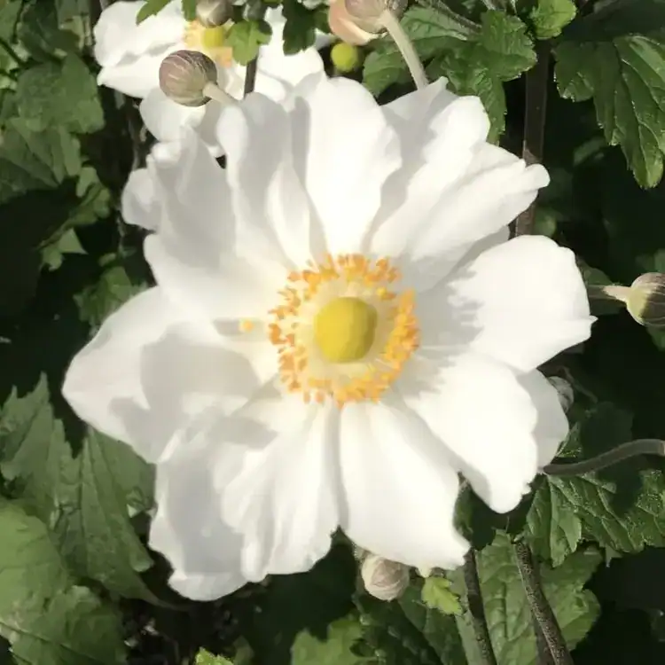 Anemone Elite 'Pure White' (Japanese Anemone) | Middleton Nurseries