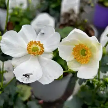 Anemone x hybrida 'Little Breeze Snow' (Japanese Anemone) | Middleton ...