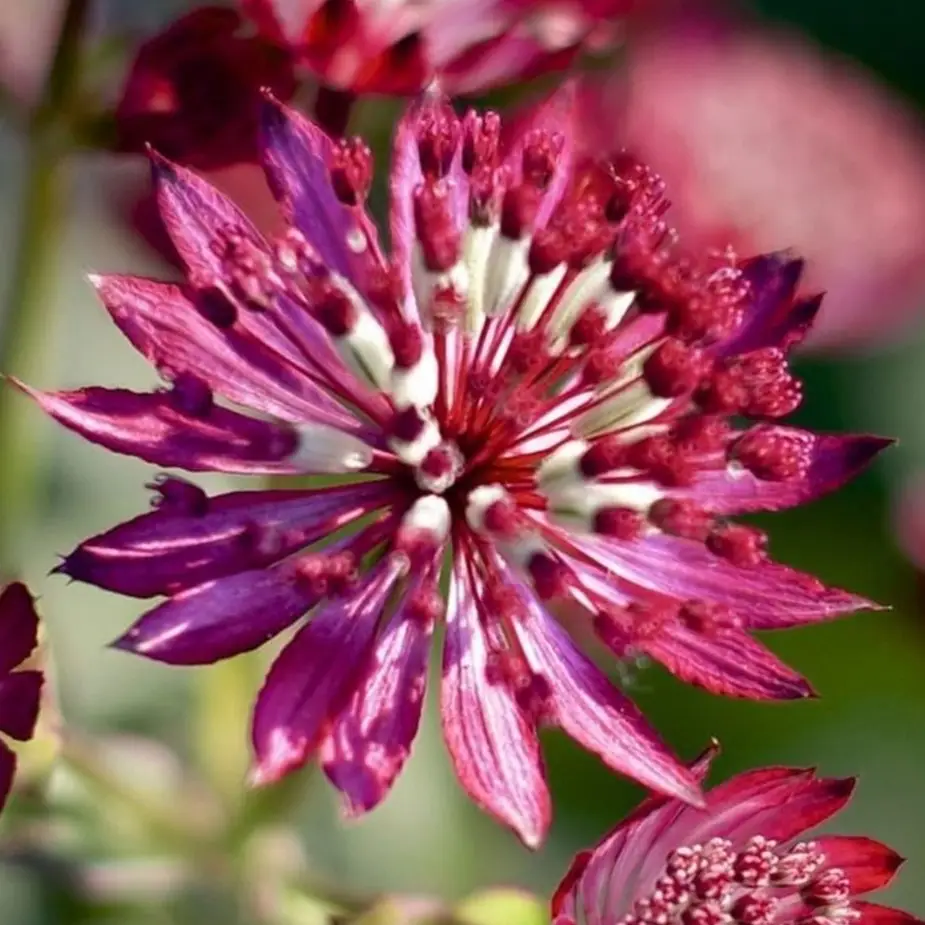 Astrantia major 'Ruby Wedding' | Middleton Nurseries