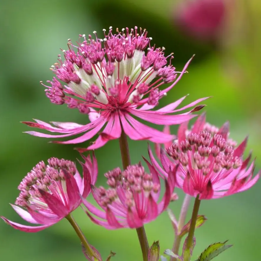 Astrantia major 'Ruby Wedding' | Middleton Nurseries