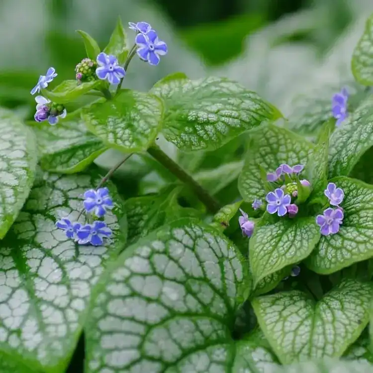 Brunnera macrophylla 'Silver Star' | Middleton Nurseries