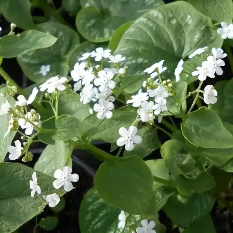Brunnera macrophylla 'White Zebra' (Siberian Bugloss) | Middleton Nurseries