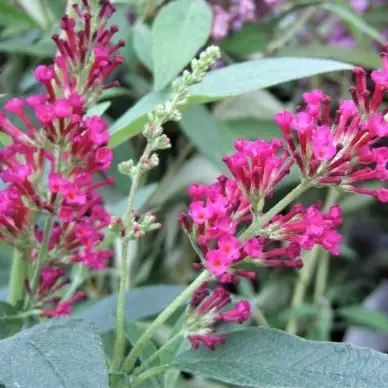 Buddleja davidii 'Buzz Hot Raspberry' (Butterfly bush) | Middleton ...