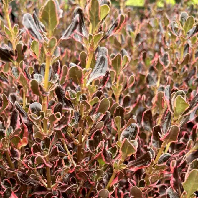 Coprosma 'Eclipse' | Middleton Nurseries