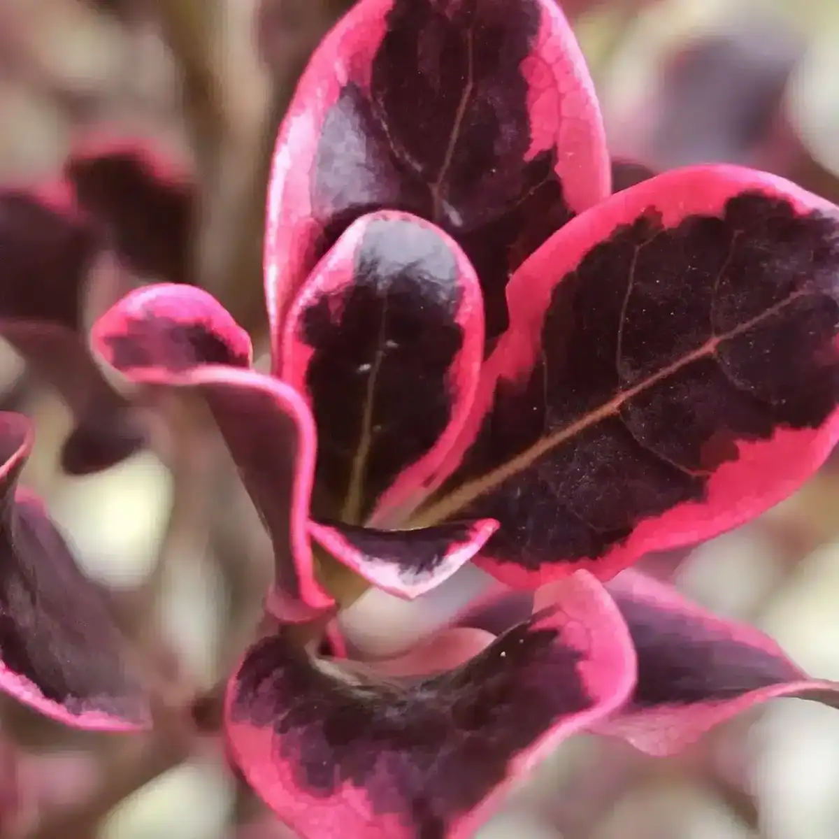Coprosma 'Eclipse' | Middleton Nurseries