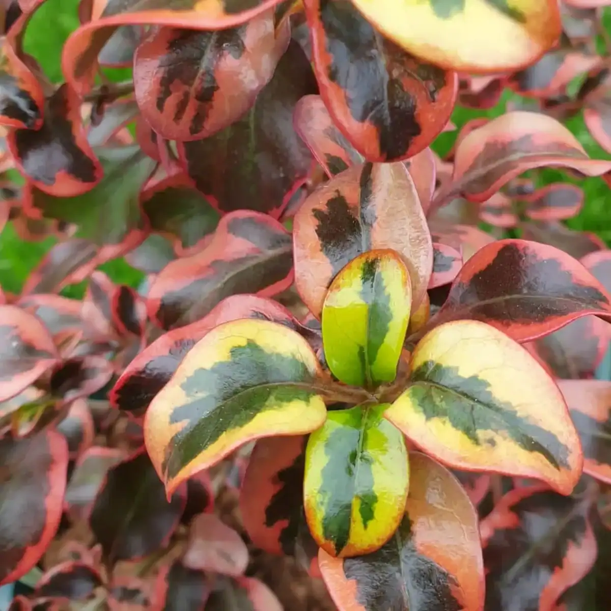 Coprosma repens 'Inferno' | Middleton Nurseries