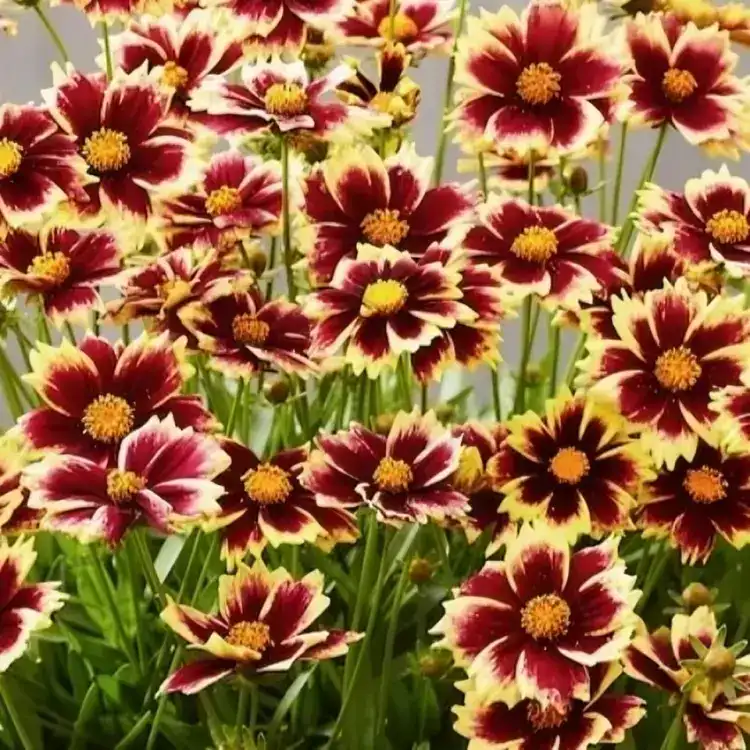 Coreopsis 'Solar Fancy' | Middleton Nurseries