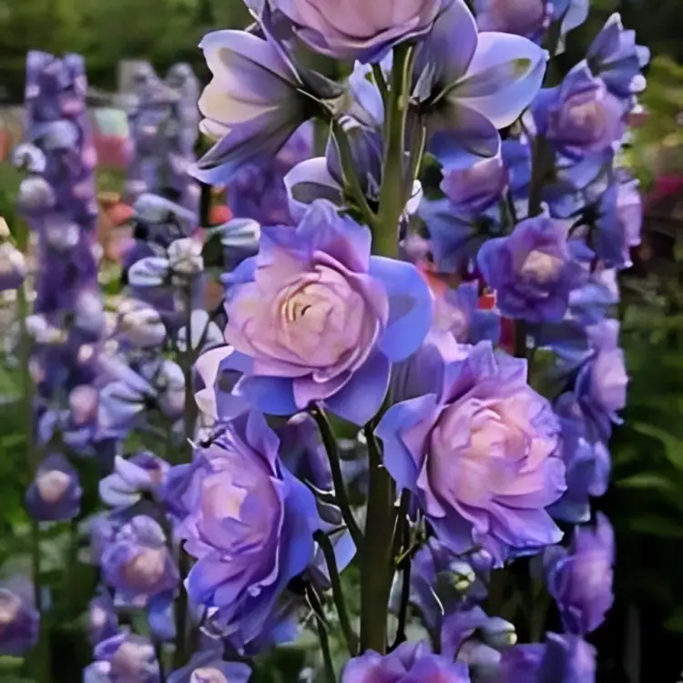 Delphinium 'Highlander Bolero' (Candle Larkspur) | Middleton Nurseries