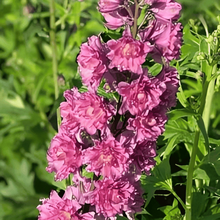 Delphinium 'Highlander Flamenco' (Coadelfla) | Middleton Nurseries