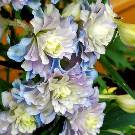 Delphinium 'Highlander Moonlight' | Middleton Nurseries