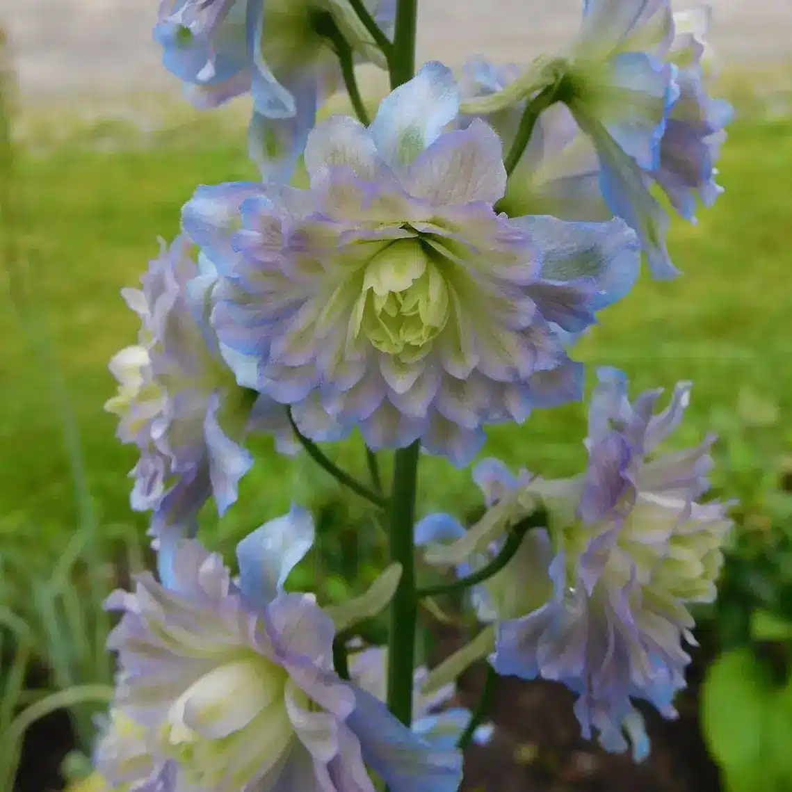 Delphinium 'Highlander Moonlight' | Middleton Nurseries