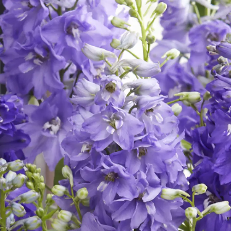 Delphinium x cultorum ‘Dignity Blue Shades’ | Middleton Nurseries