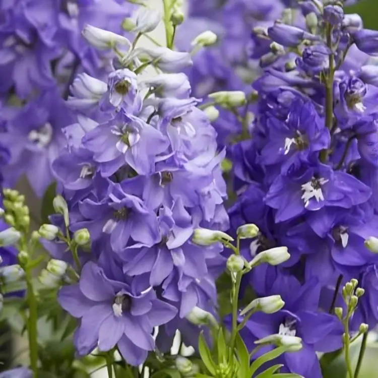 Delphinium x cultorum ‘Dignity Blue Shades’ | Middleton Nurseries
