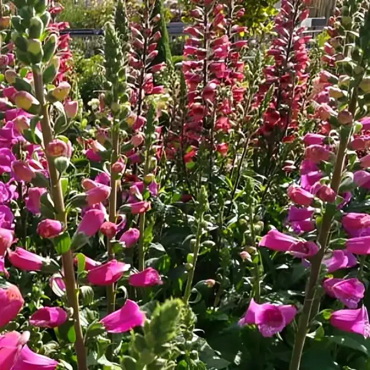 Digitalis Foxlight 'Ruby Glow' (Foxglove) | Middleton Nurseries