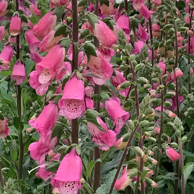 Digitalis x 'Foxlight Rose Ivory' (Foxglove) | Middleton Nurseries