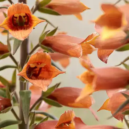 Digitalis x valinii 'Firecracker' (Foxglove) | Middleton Nurseries