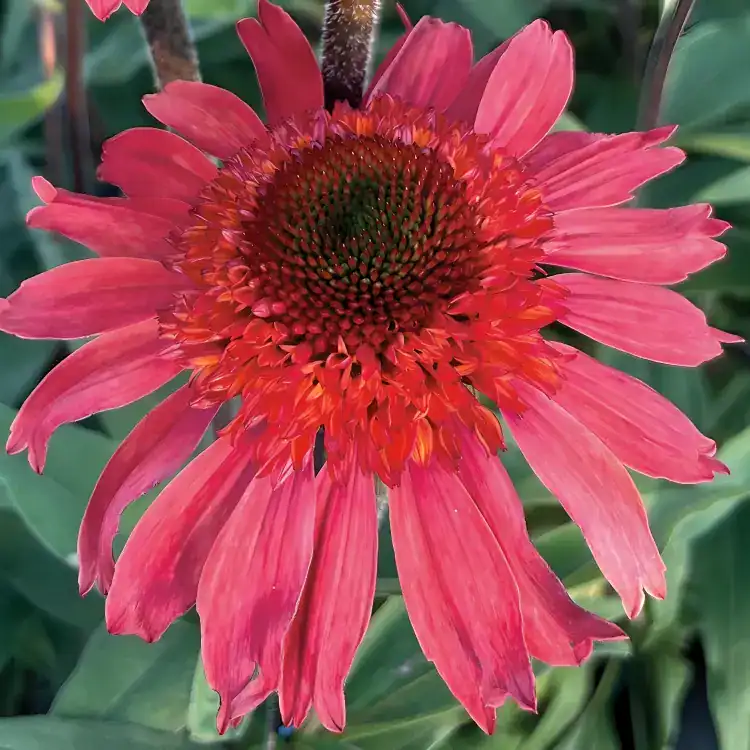 Echinacea CARA MIA 'Spicy' (Coneflower) | Middleton Nurseries