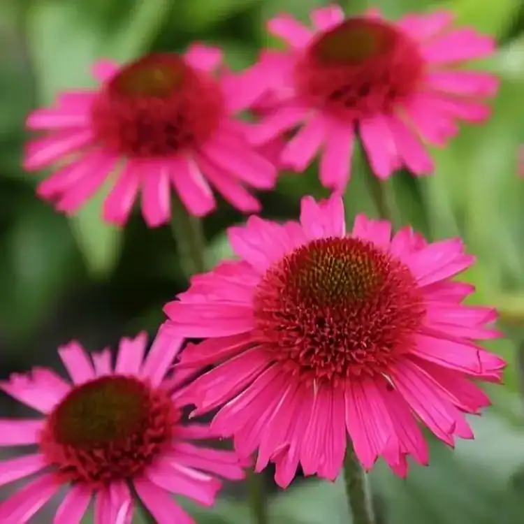 Echinacea 'Delicious Candy' (Coneflower) | Middleton Nurseries
