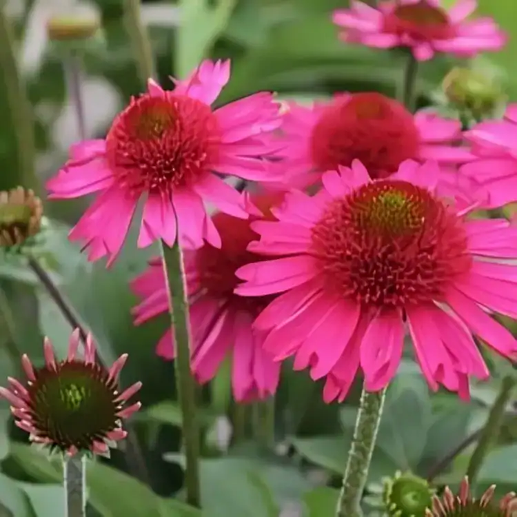 Echinacea 'Delicious Candy' (Coneflower) | Middleton Nurseries