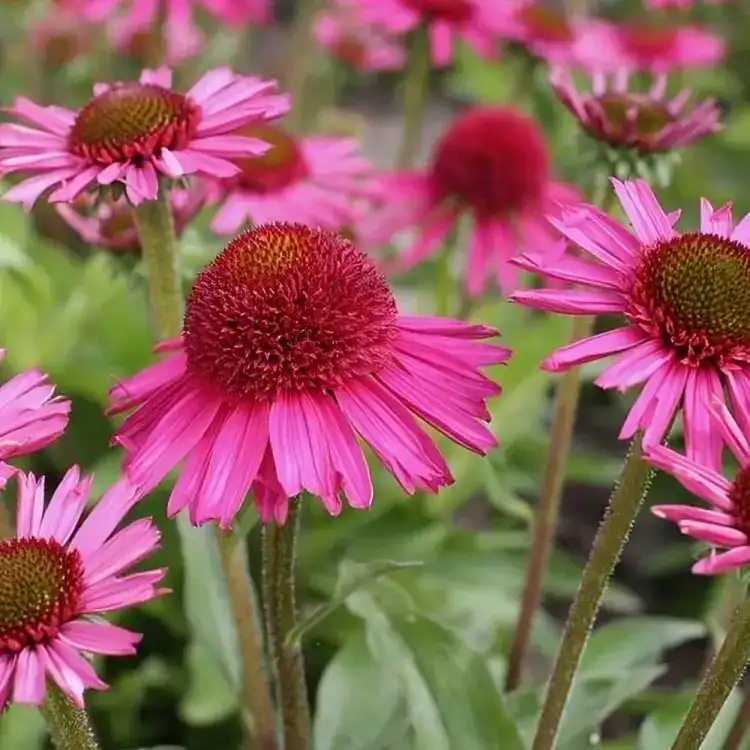 Echinacea 'Delicious Candy' (Coneflower) | Middleton Nurseries
