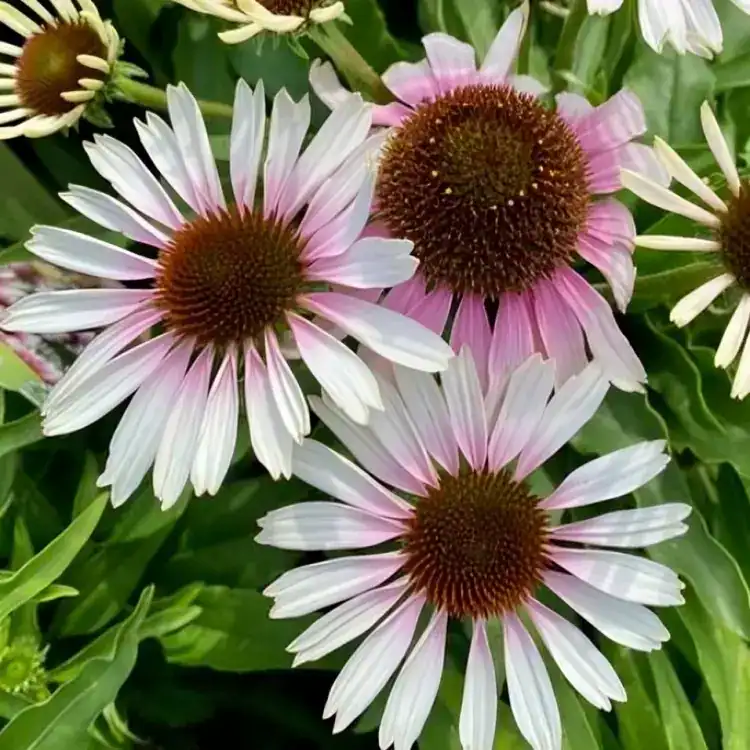 Echinacea 'Fountain Pink Eye ' (Fountain Series) (Coneflower ...