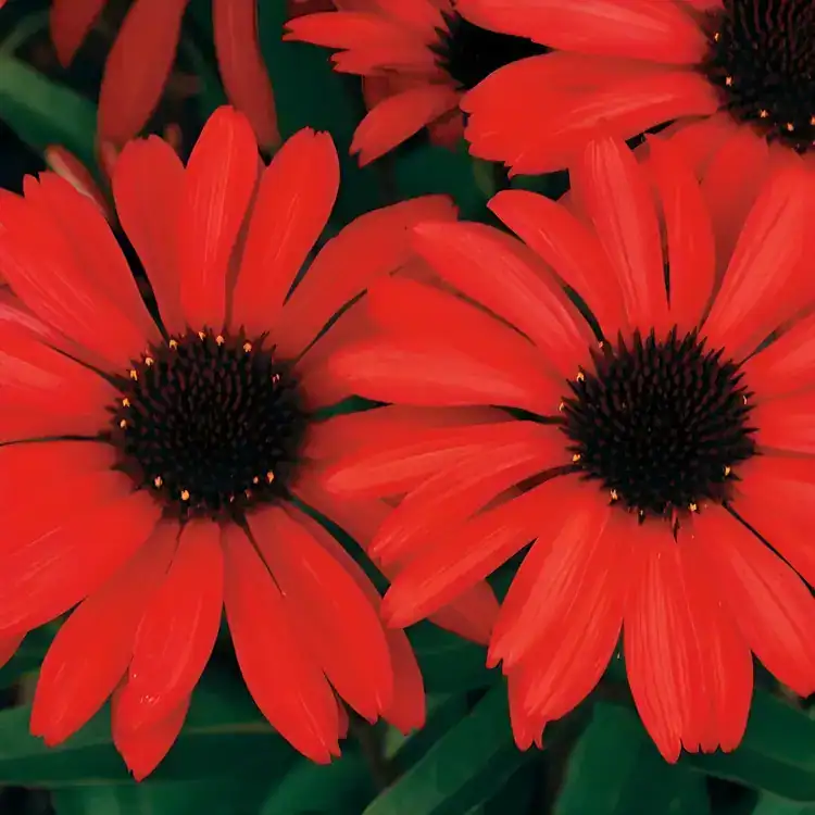 Echinacea PRIMA ‘Ruby’ (Coneflower) | Middleton Nurseries