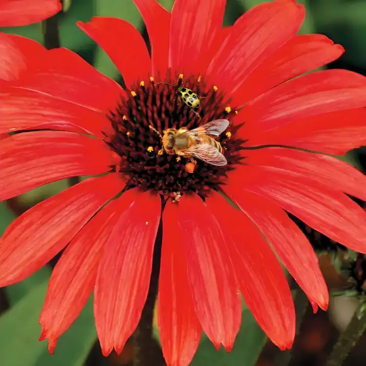 Echinacea PRIMA ‘Ruby’ (Coneflower) | Middleton Nurseries